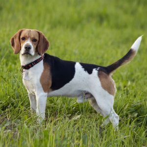Beagle - Lifestyle Needs, Temperament and Health Information - Dog ...